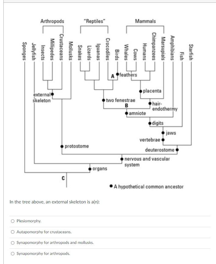 In the tree above, an external skeleton is a(n) : | Chegg.com