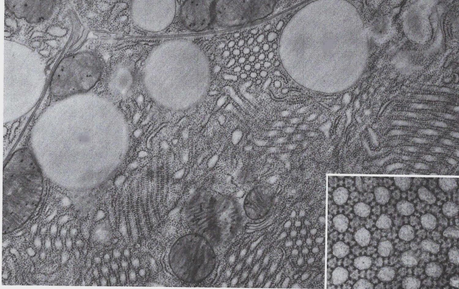 type up a figure legend explaining what type of cell | Chegg.com