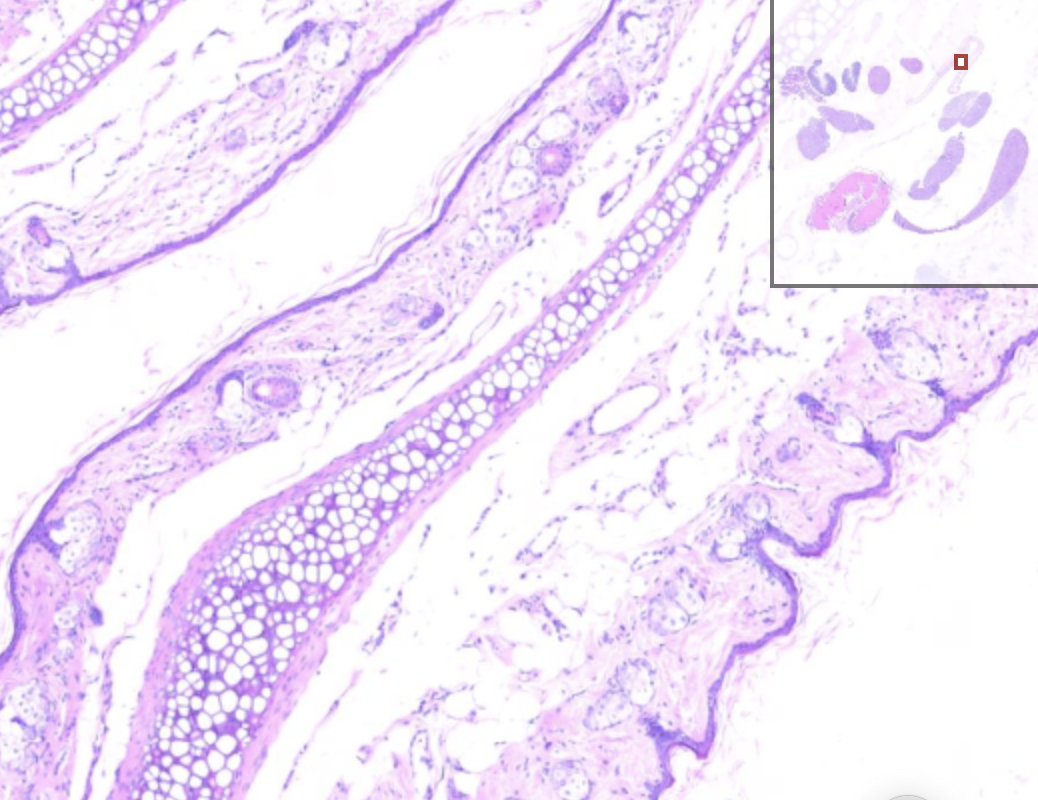 Solved Images of H&E and MT stained sections. May I have | Chegg.com