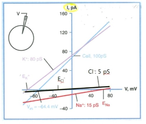 The graph above shows membrane potential and ion’s | Chegg.com