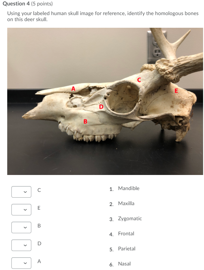 Deer Skull Anatomy