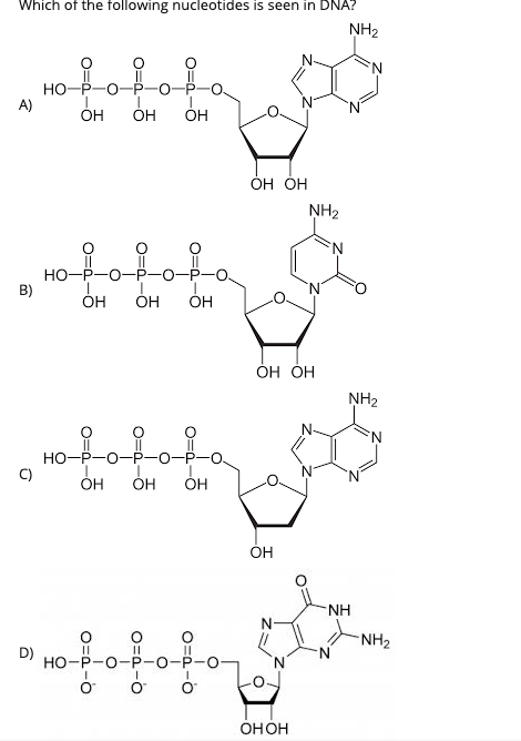 Solved Which of the following nucleotides is seen in DNA? | Chegg.com