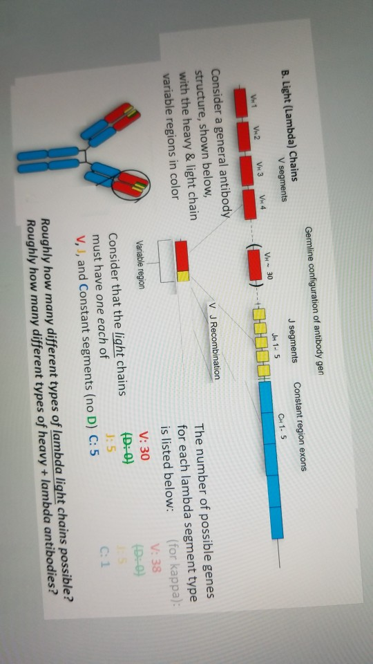 Solved Germline configuration of antibody gen B. Light | Chegg.com