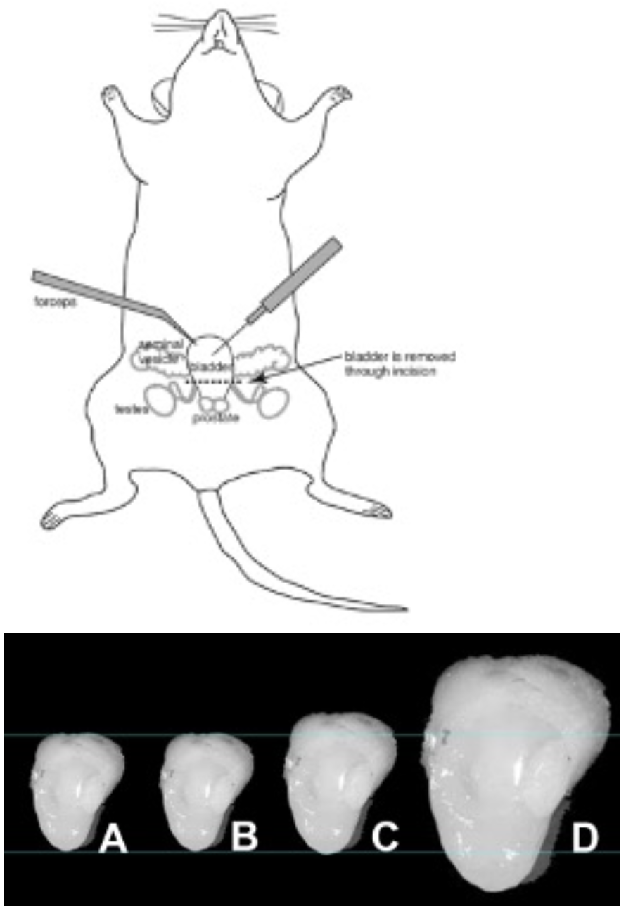Solved You induce expression of YAP1 in adult mice for 5 | Chegg.com