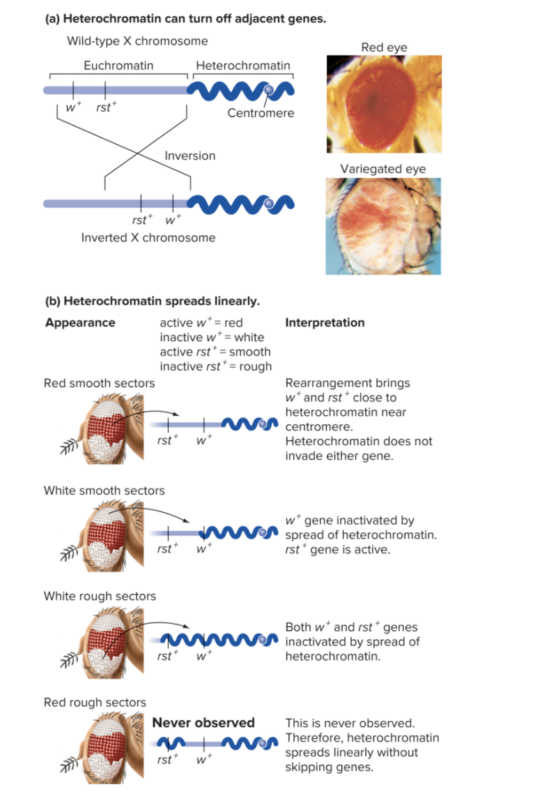 Solved Question 1 1 pts Using the position-effect | Chegg.com