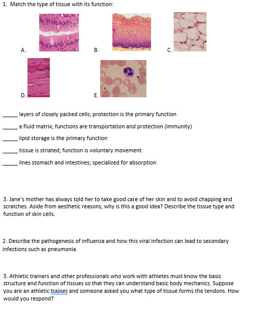 Solved 1. Match the type of tissue with its function: A. B. | Chegg.com
