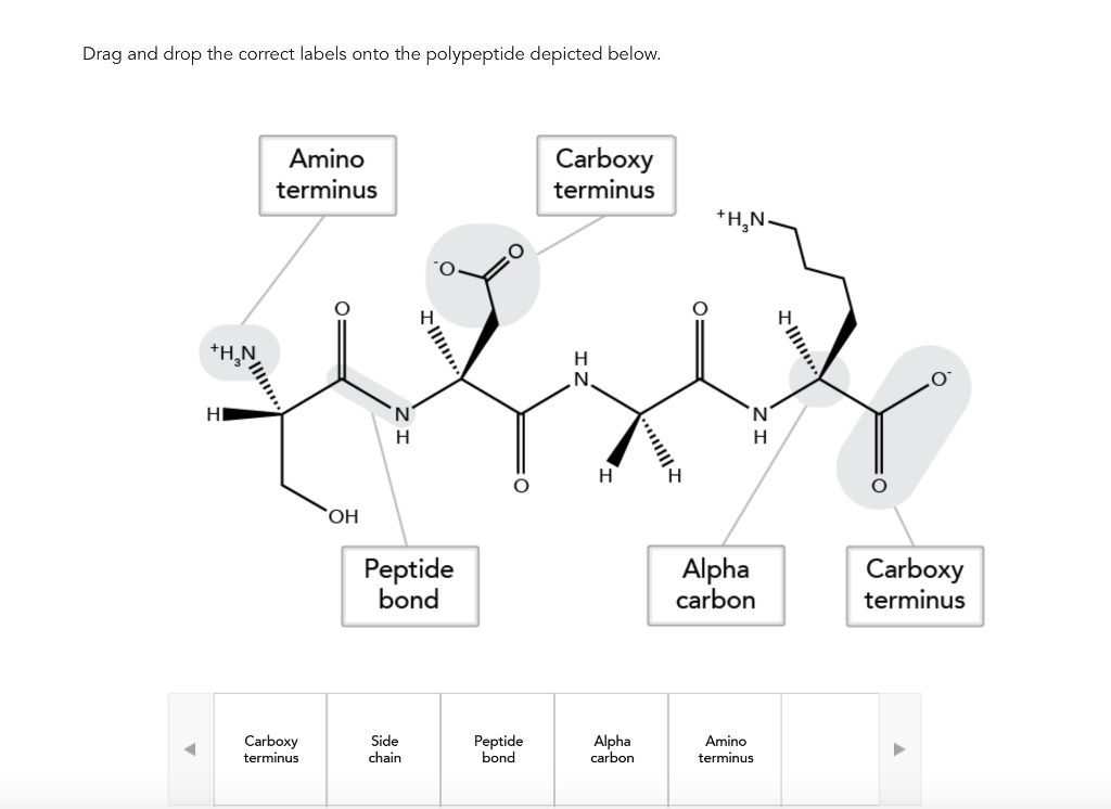 Solved Drag and drop the correct labels onto the polypeptide | Chegg.com