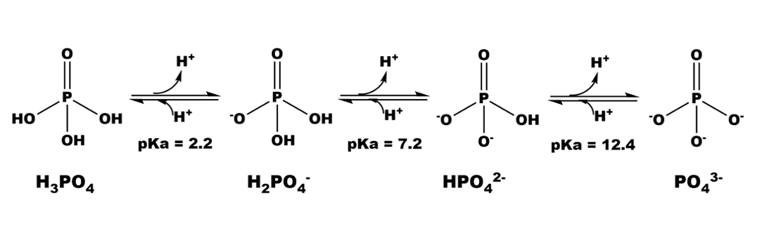Solved Phosphate has an important role as a buffer in the | Chegg.com