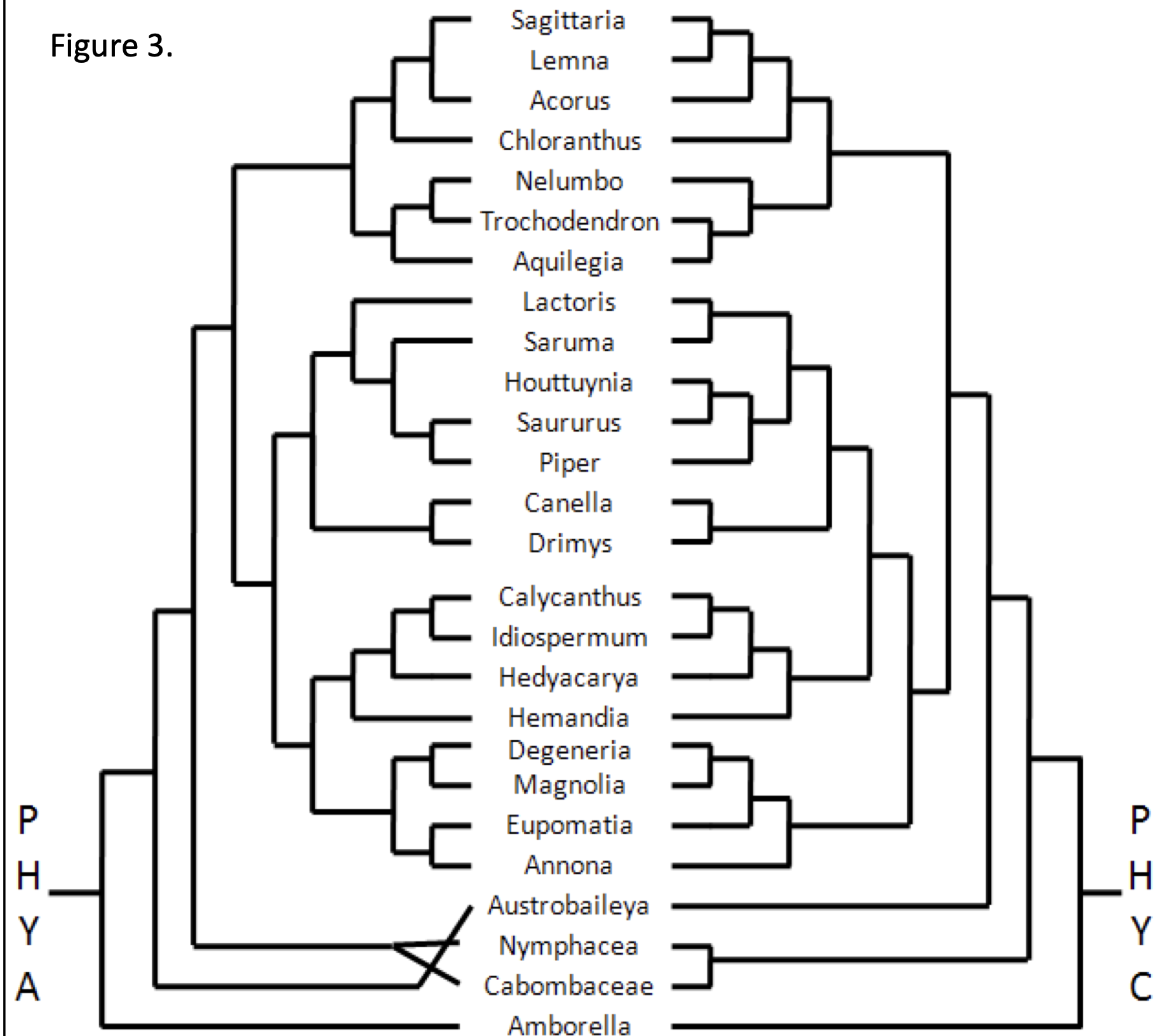 1-The phylogeny of angiosperms (flowering plants; Fig | Chegg.com