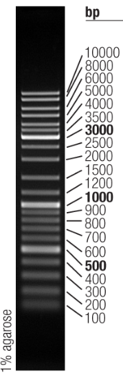 Solved Compare the two lambda DNA digest, what are he | Chegg.com