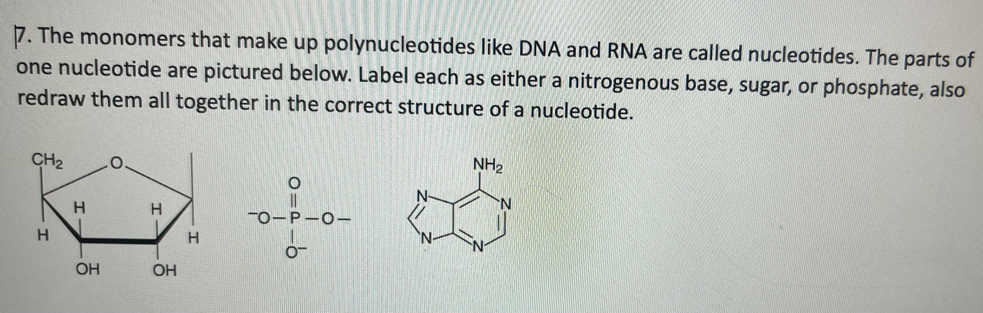Solved 7. The monomers that make up polynucleotides like DNA | Chegg.com