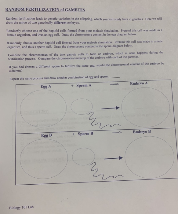 Solved Random Fertilization Of Gametes Random Fertilization