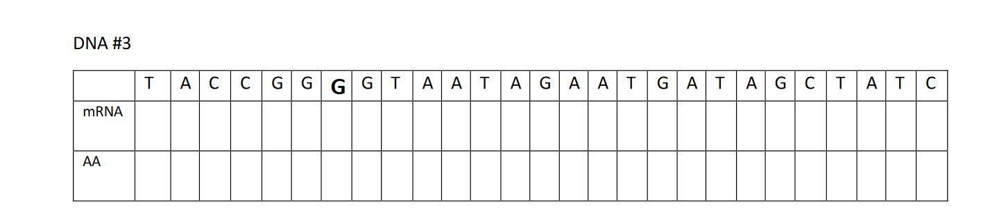 Solved complete the table and draw the protein made from | Chegg.com