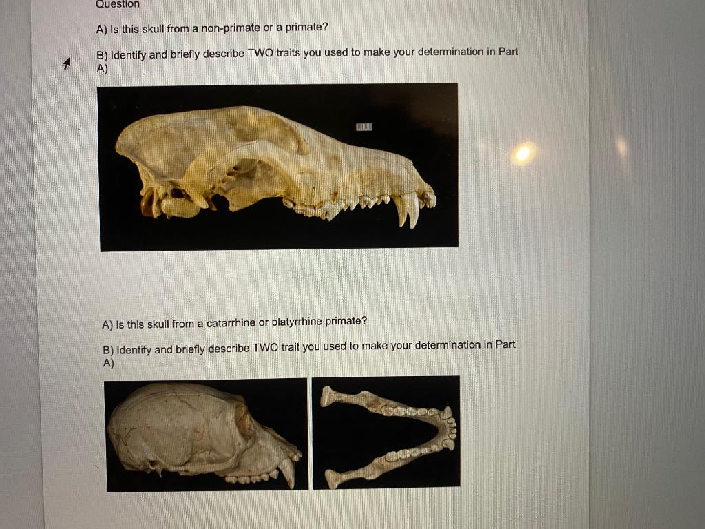 Solved Question A) Is this skull from a non-primate or a | Chegg.com