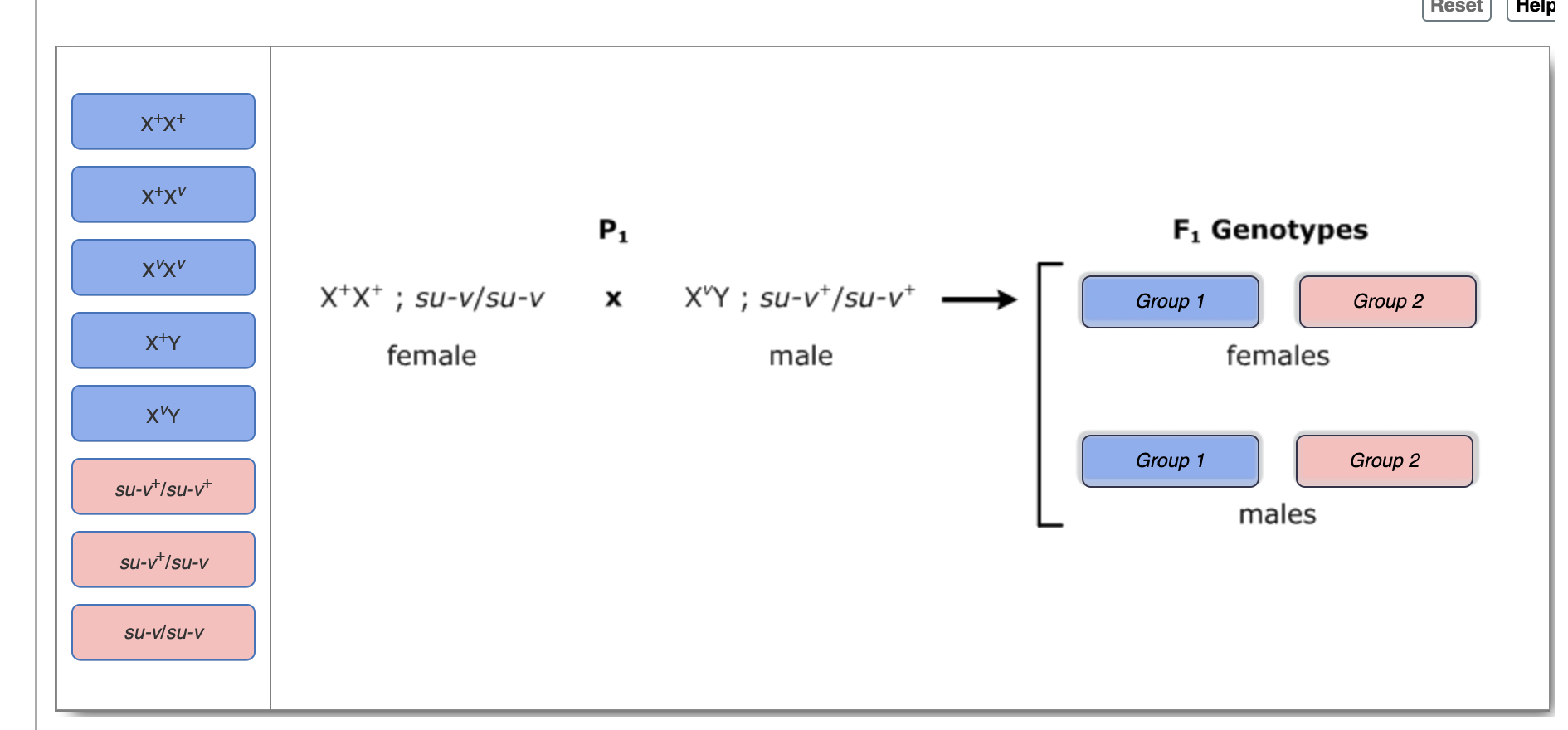 Solved Genetics Help! Indicate the genotypes of flies in | Chegg.com