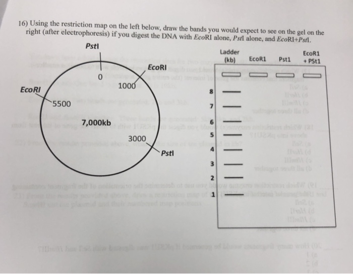 Fantastic Tips About How To Draw Restriction Mapping - Pricelunch34