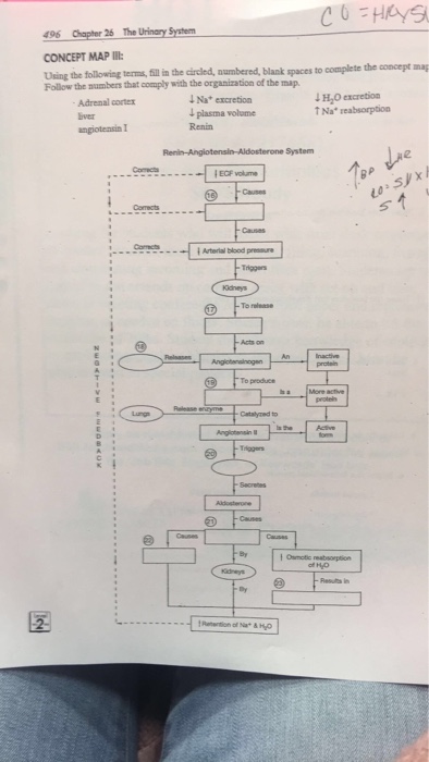 Solved 496 her 26 The Urinary System CONCEPT MAP Uning the | Chegg.com