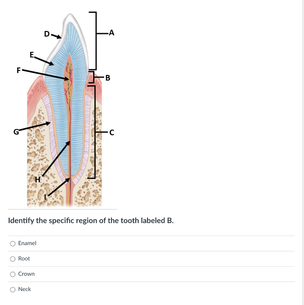 Solved E. O C Identify the specific region of the tooth | Chegg.com