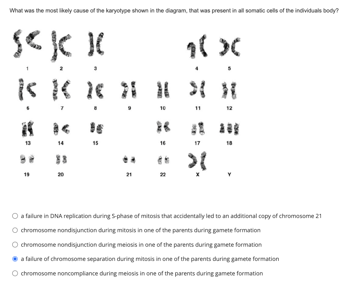 Solved What was the most likely cause of the karyotype shown | Chegg.com
