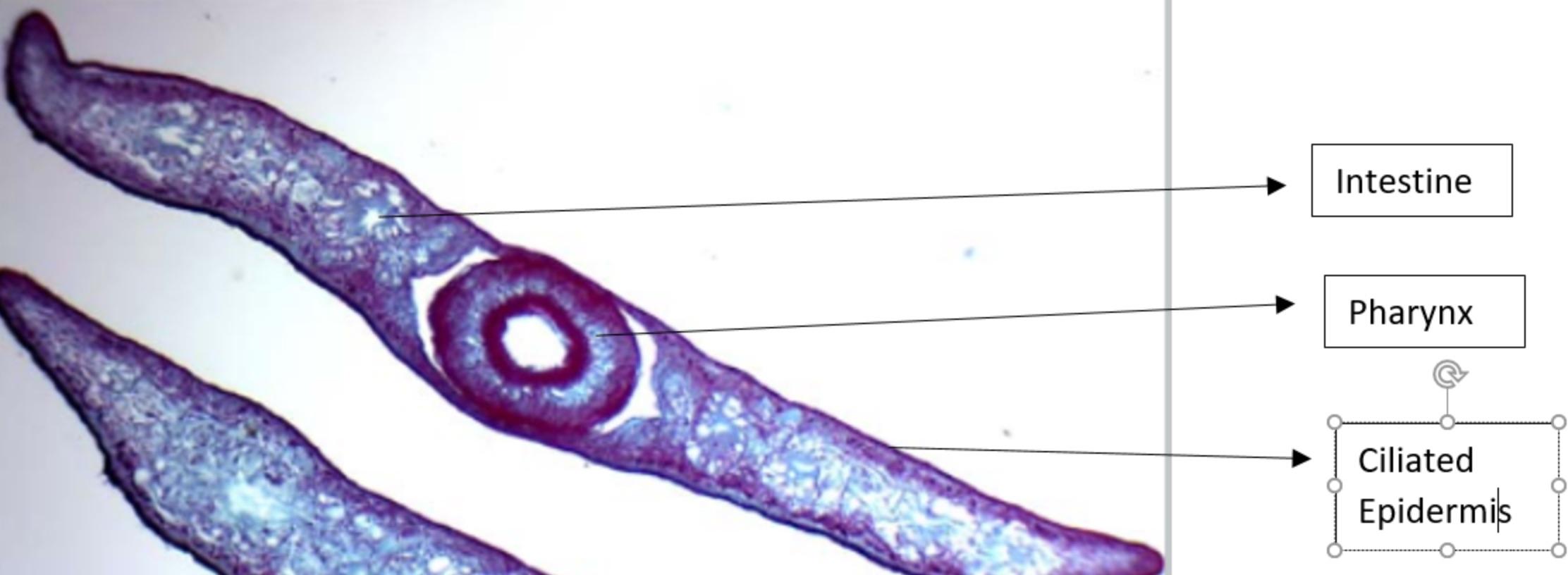 Solved Question 1 Which of the examined invertebrates in | Chegg.com