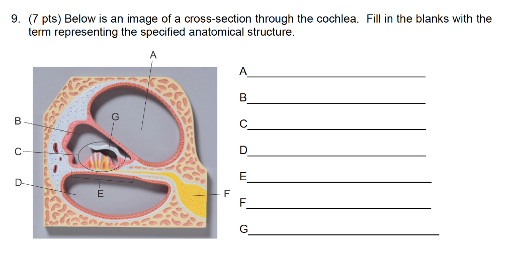 Cochlea Diagram Unlabeled