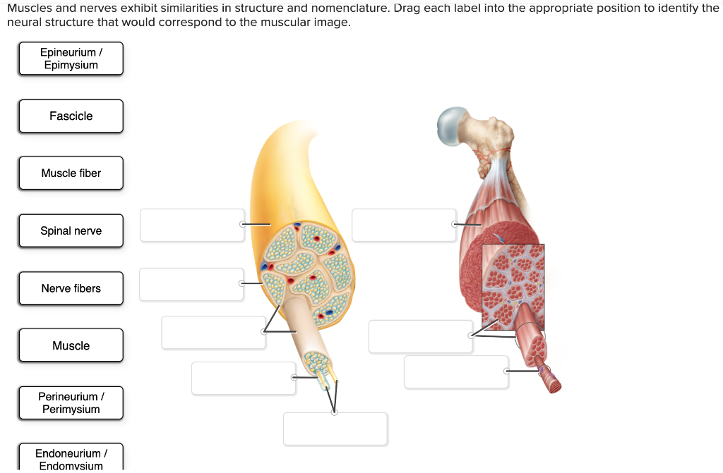 Solved Muscles and nerves exhibit similarities in structure | Chegg.com