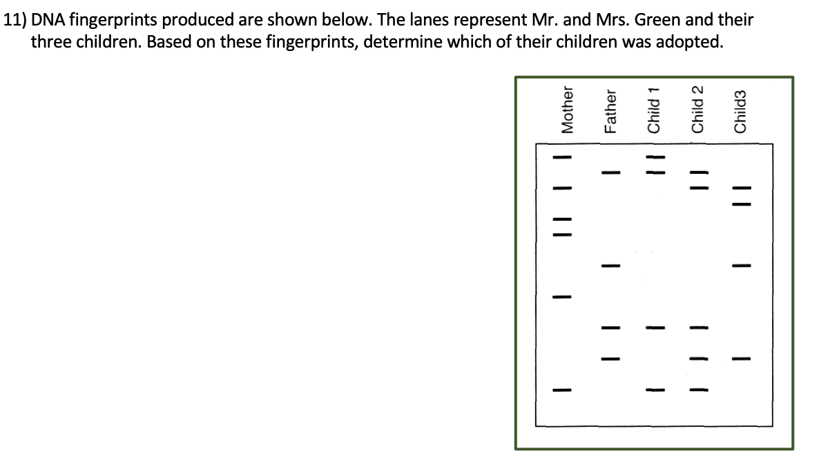 Solved 1) DNA fingerprints produced are shown below. The | Chegg.com
