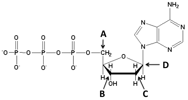 Solved 1. The molecule below is a monomer of ___. We | Chegg.com