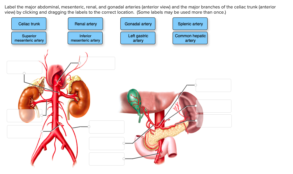 Solved Label the major abdominal, mesenteric, renal, and | Chegg.com