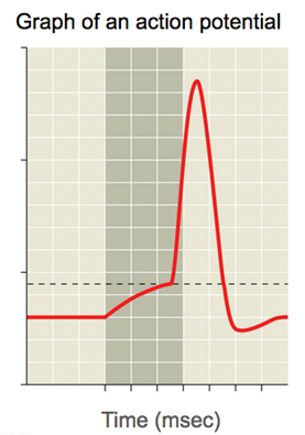 Solved The change in membrane potential that happens in | Chegg.com