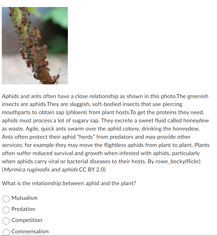 Solved Aphids and ants often have a close relationship as | Chegg.com