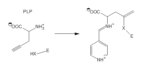 Solved PLP- dependent reaction. General acids/bases may | Chegg.com