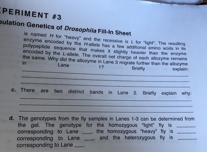 Solved Lane 7 Lane 8 An experiment was performed similar to | Chegg.com