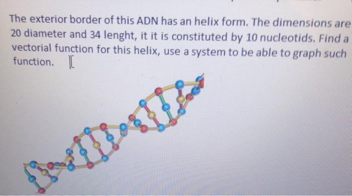 Solved The exterior border of this ADN has an helix form. | Chegg.com