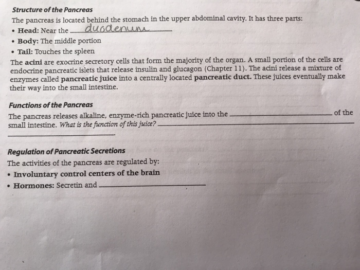 Solved Structure of the Pancreas The pancreas is located | Chegg.com