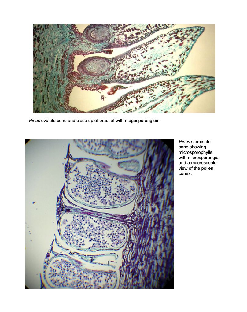 Solved 1. Know the life cycle of a pine. It is | Chegg.com