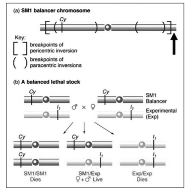 (a) SM1 balancer chromosome Cy Key: pericentric | Chegg.com