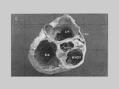 Use Octave/Matlab. Load the image mentioned below and | Chegg.com