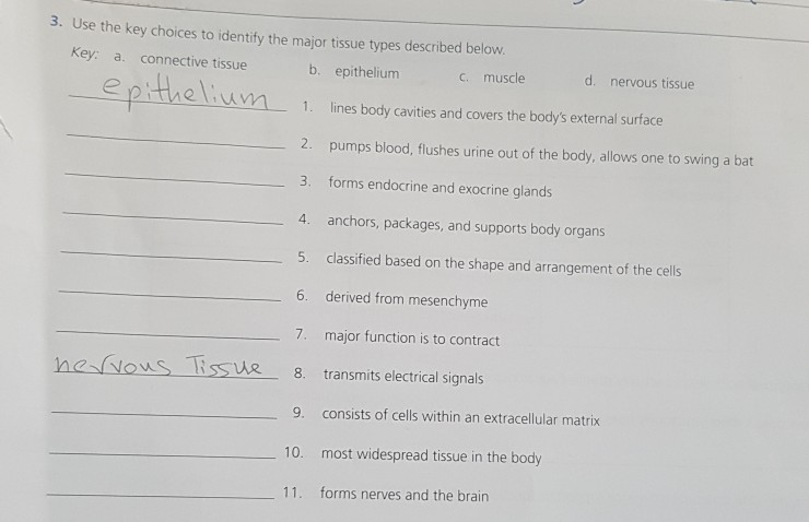 Solved 3. Use the key choices to identify the major tissue | Chegg.com