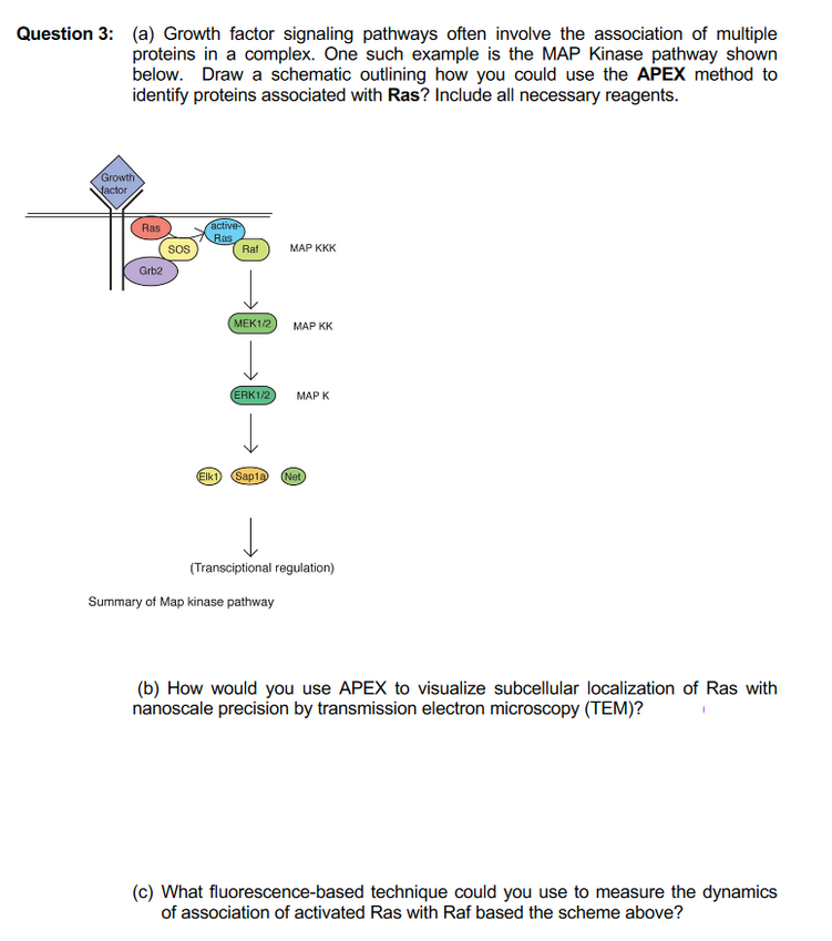 Solved Question 3: (a) Growth factor signaling pathways | Chegg.com