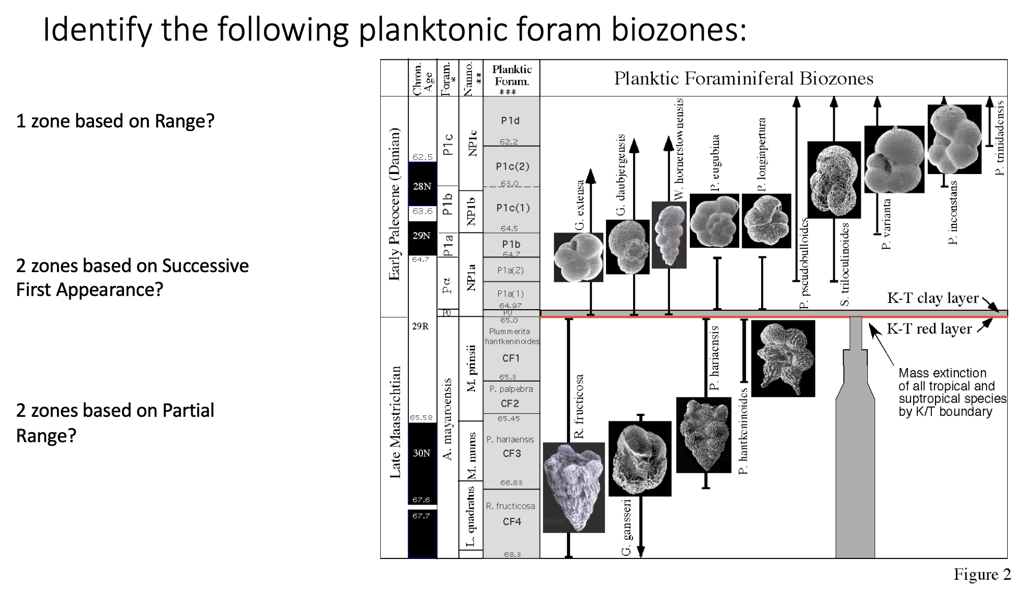 Solved Identify the following planktonic foram biozones: 1 | Chegg.com