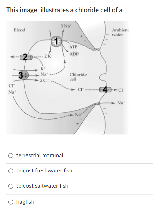 Solved This image illustrates a chloride cell of a 3 Na | Chegg.com