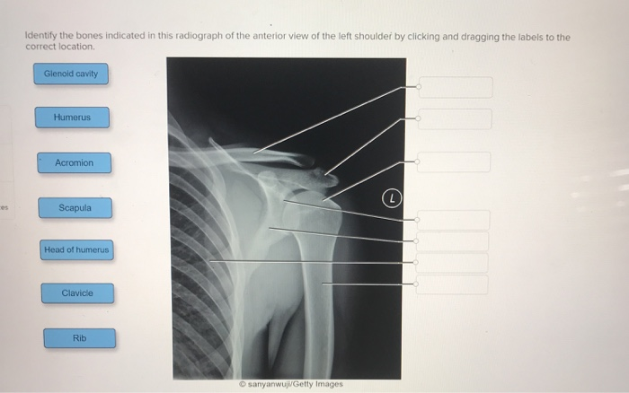 Solved Label the plasmamembrane. Inner leaflet Outer leaflet | Chegg.com