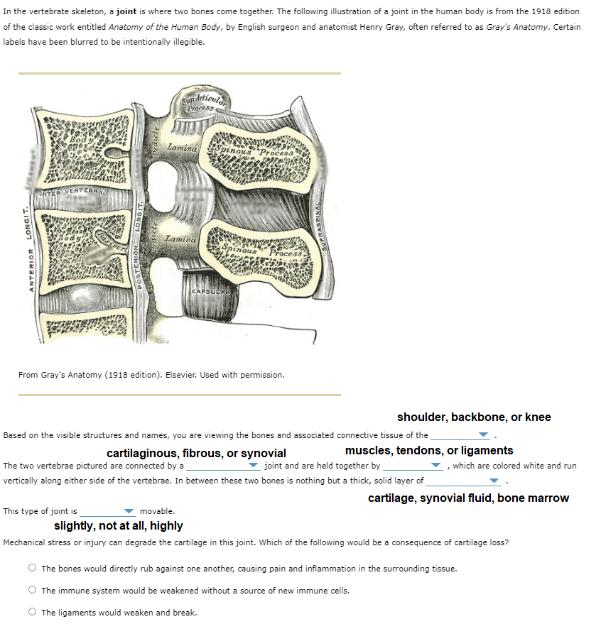 Solved In the vertebrate skeleton, a joint is where two | Chegg.com
