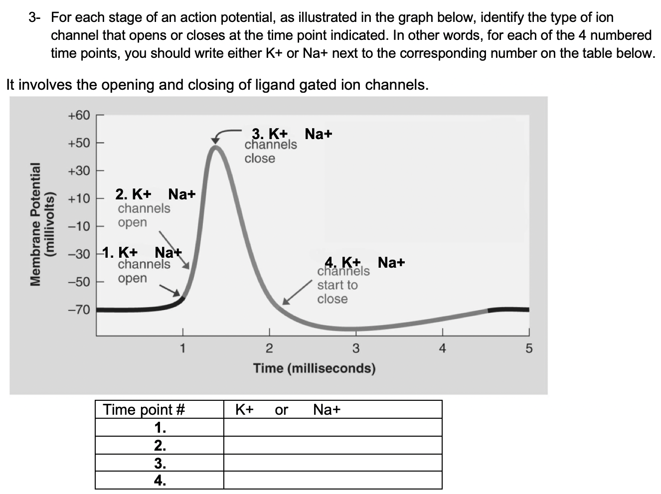 3- For each stage of an action potential, as | Chegg.com