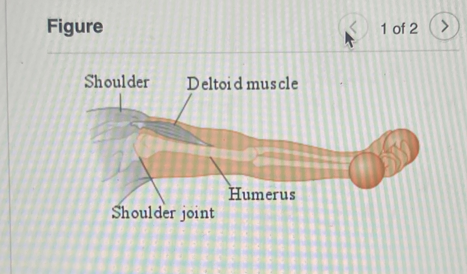 The deltoid muscle is the main muscle that allows you | Chegg.com
