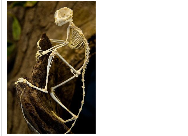 Solved This living primate has the same intermembral index | Chegg.com