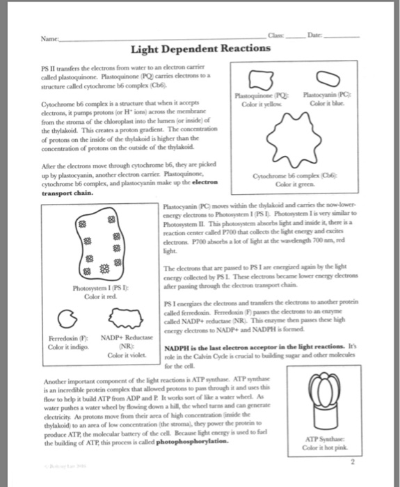 Solved Light Dependent Reactions Instructions: Read these | Chegg.com