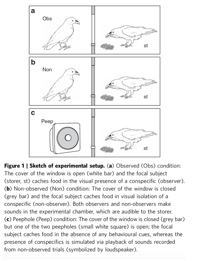 Ravens and theory of mind Theory of mind is the | Chegg.com
