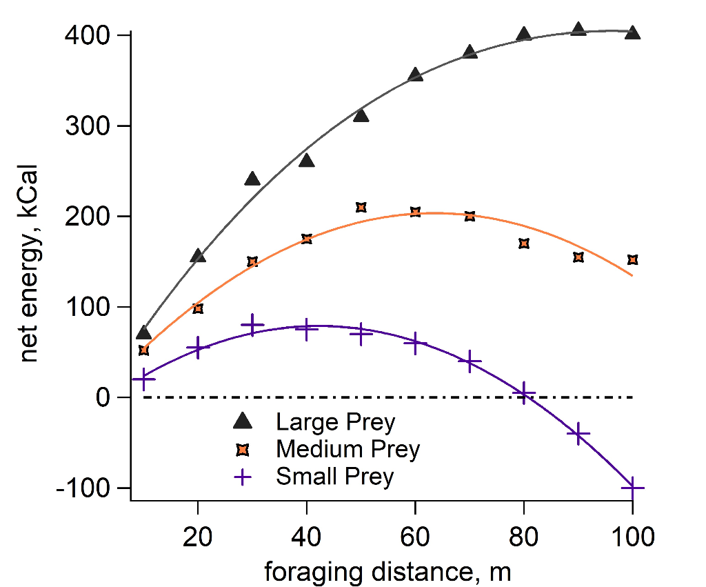 Solved Researchers are studying optimal foraging distances | Chegg.com
